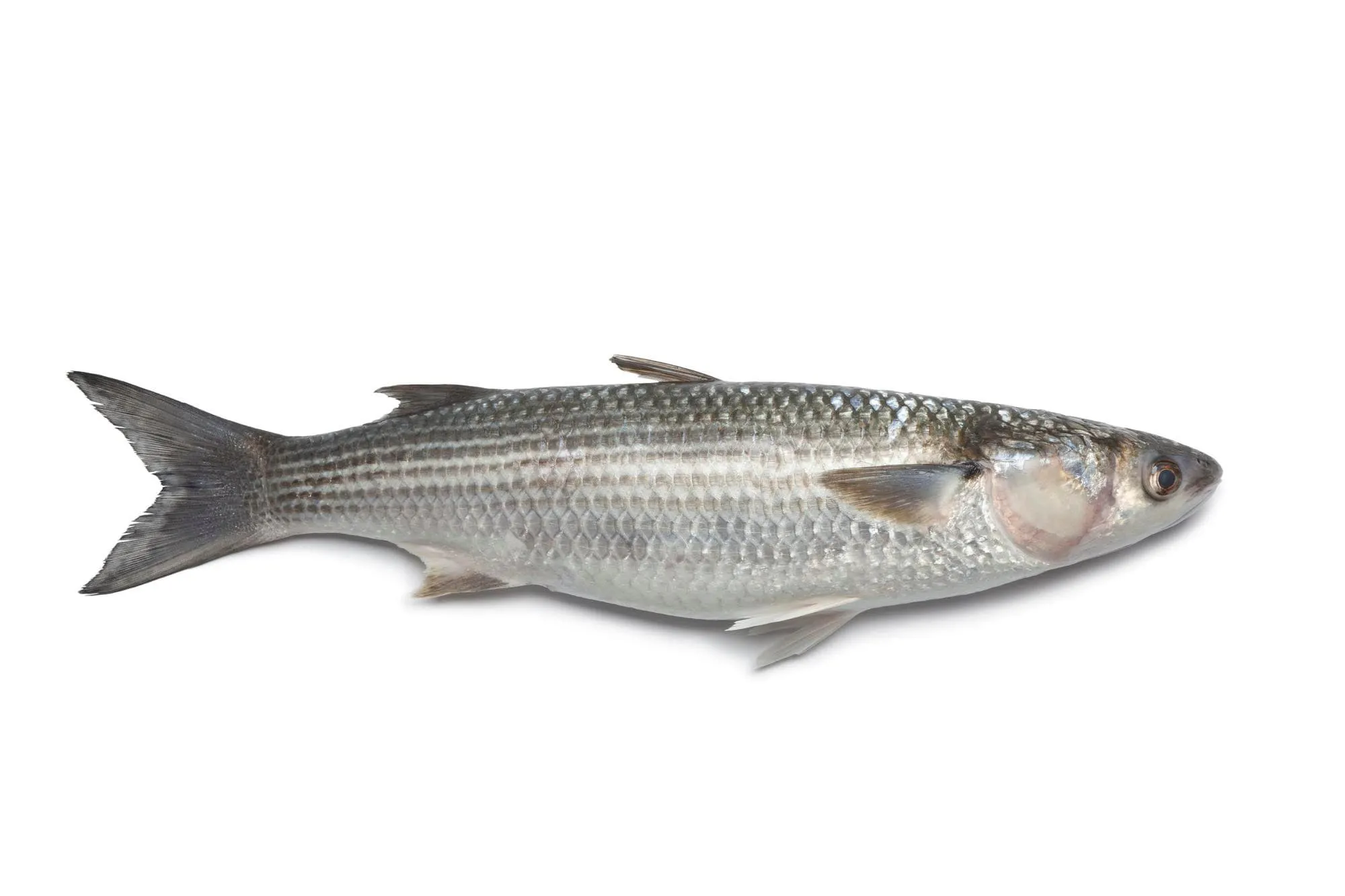 Is Striped Mullet Low FODMAP? The Full Guide