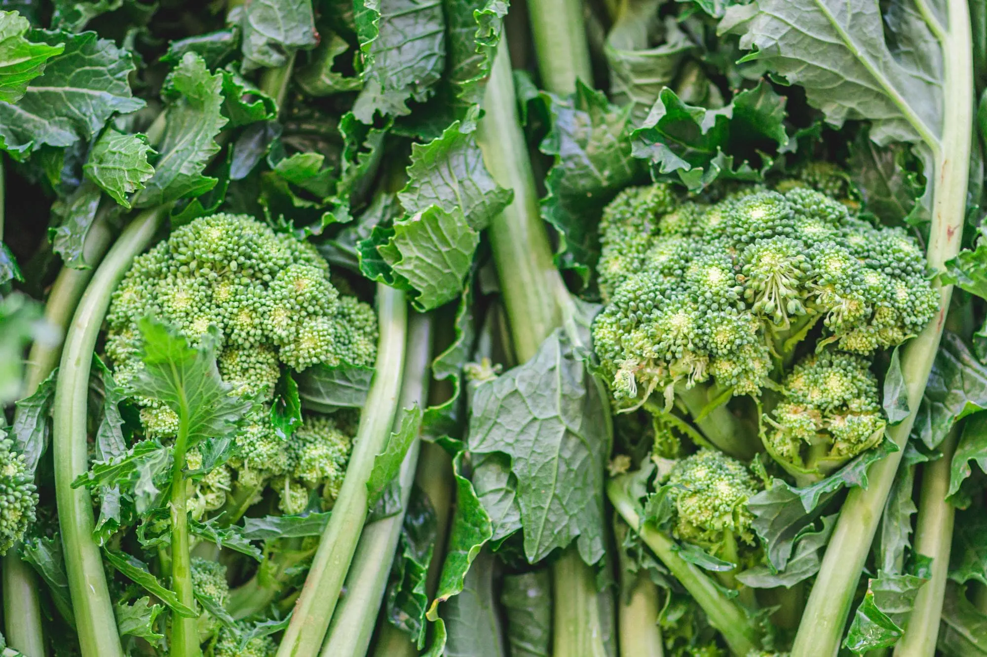 Is Cime Di Rapa Low FODMAP? The Full Guide