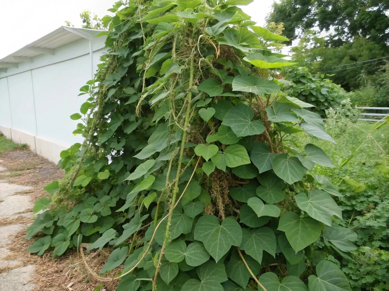 Is Kudzu Root Low FODMAP? The Full Guide