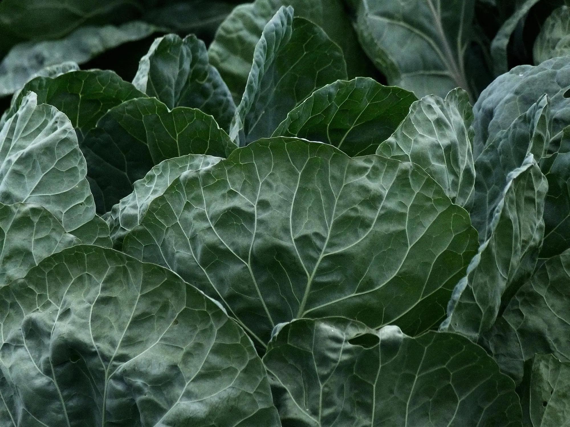 Are Collard Greens Low FODMAP? The Full Guide