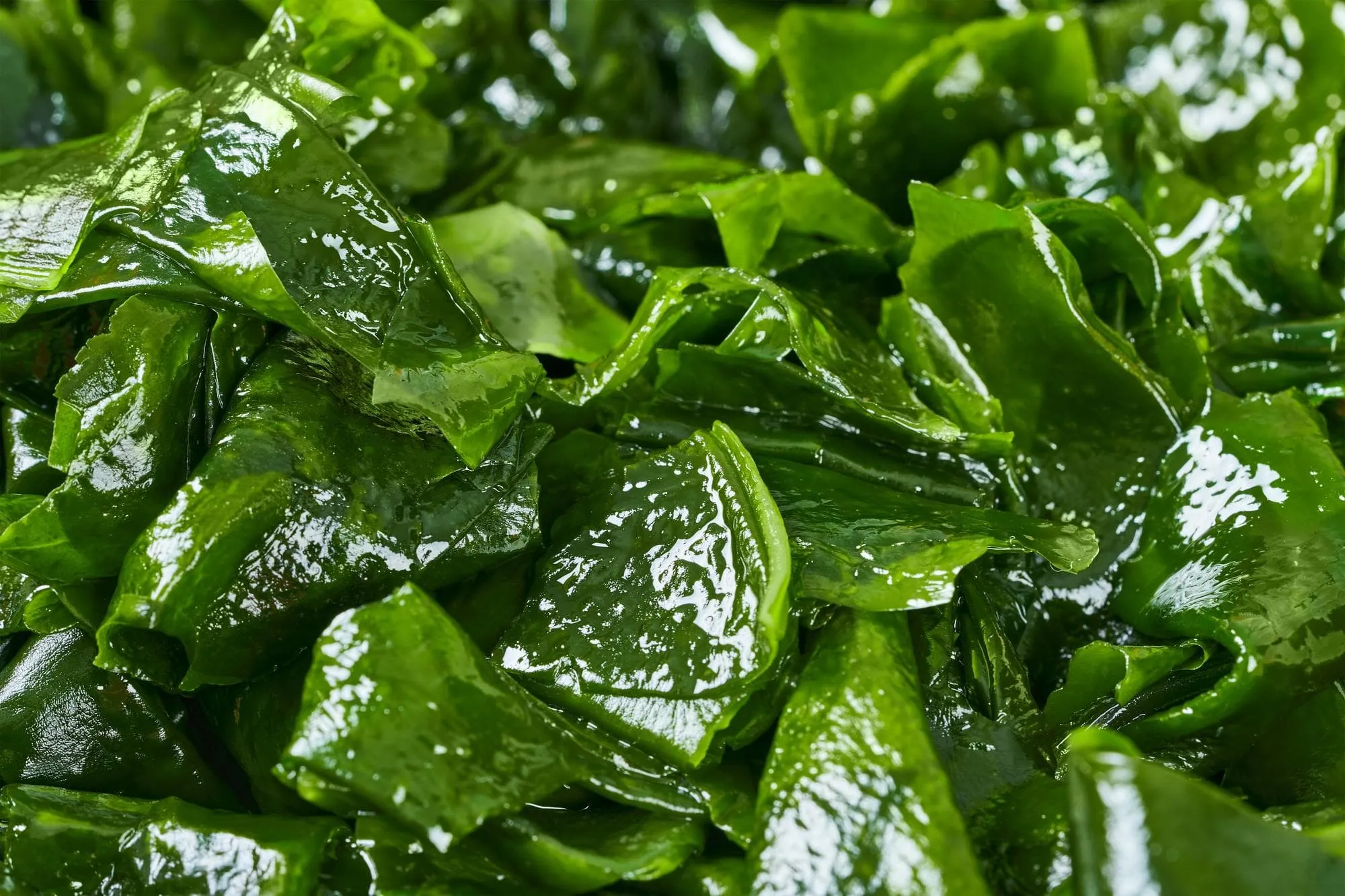 Is Kelp Low FODMAP? The Full Guide