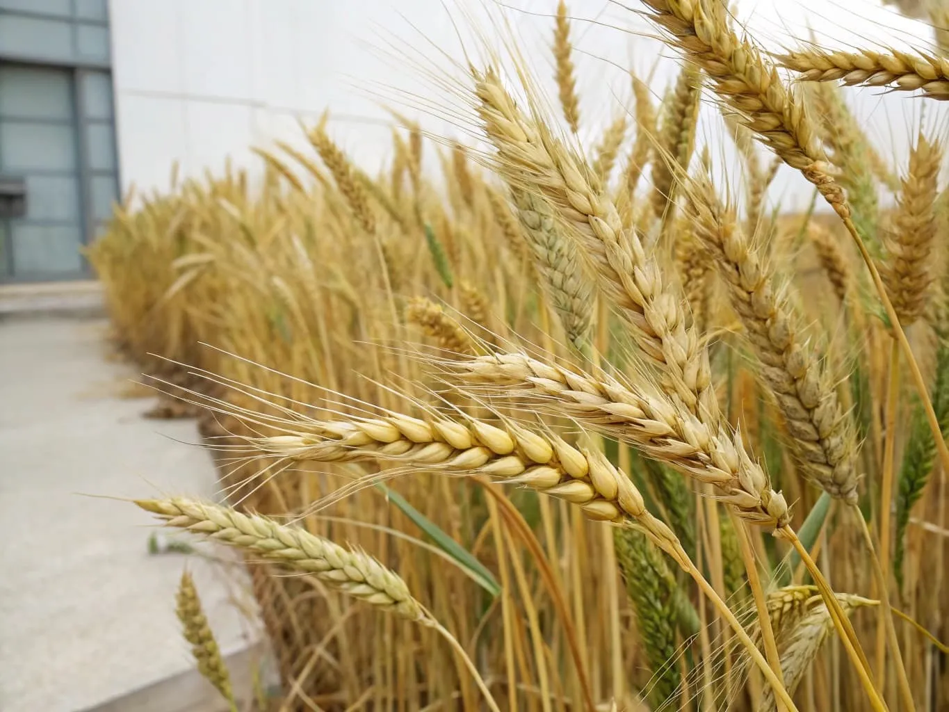Is Khorasan Wheat Low FODMAP? The Full Guide